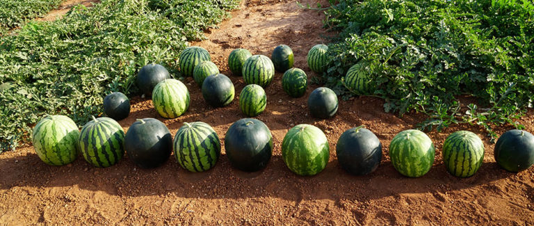 La nouaison de la pastèque | JISA / Agronutrients :: Engrais agricoles ...